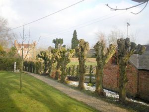 Tree Pruning: Various Methods Used To Prune A Tree