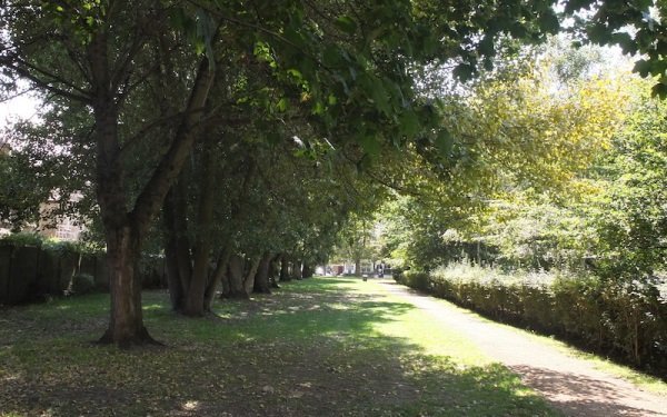 Ealing Trees: Importance & Benefits They Bring | GraftinGardeners Ltd