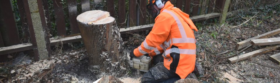 Tree Surgery Gallery | GraftinGardeners Ltd