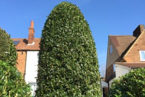 Hedge Trimming London | GraftinGardeners Ltd