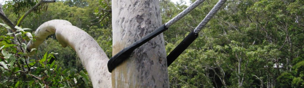 Tree Cable Bracing London | GraftinGardeners