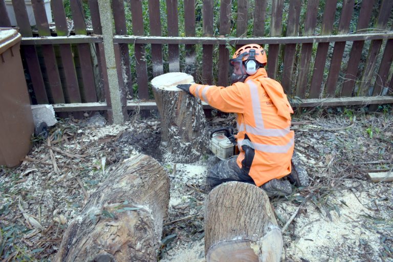 British Standard For Tree Work BS 3998:2010 | GraftinGardeners Ltd