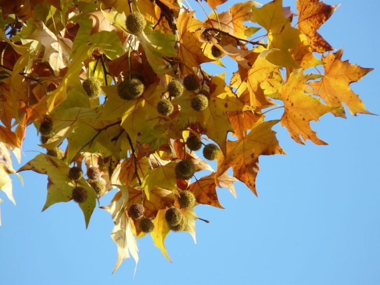 The London Plane Tree History & Facts | GraftinGardeners Ltd