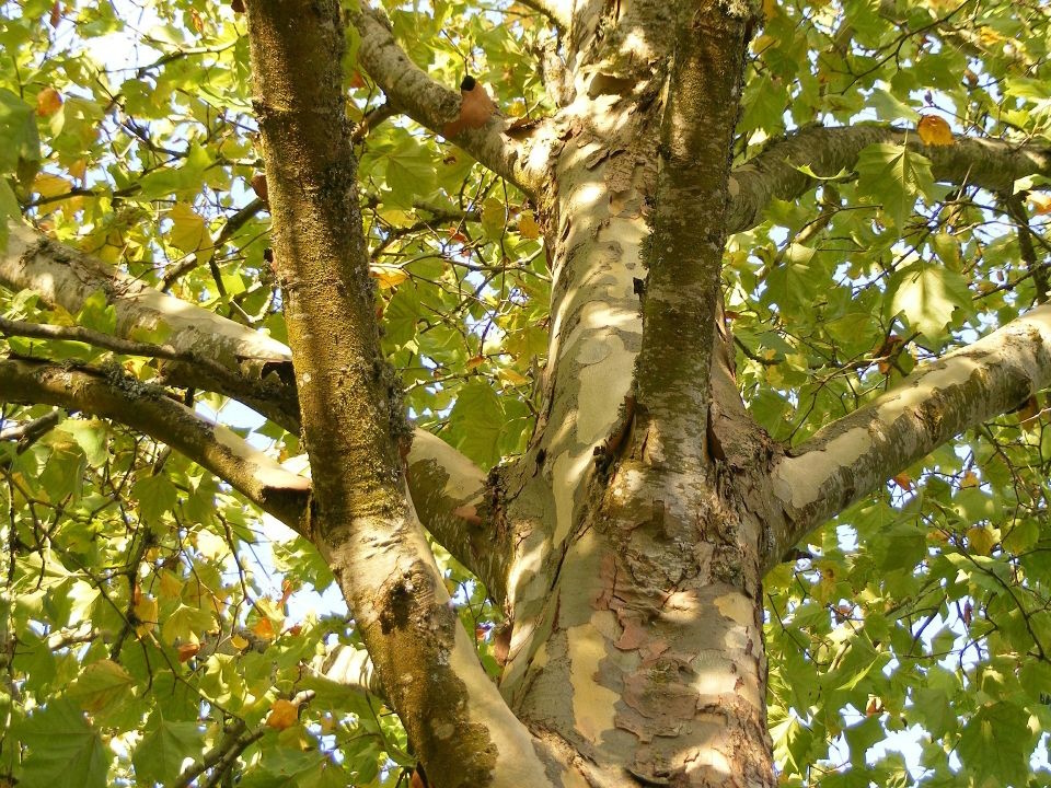 The London Plane Tree History & Facts | GraftinGardeners Ltd