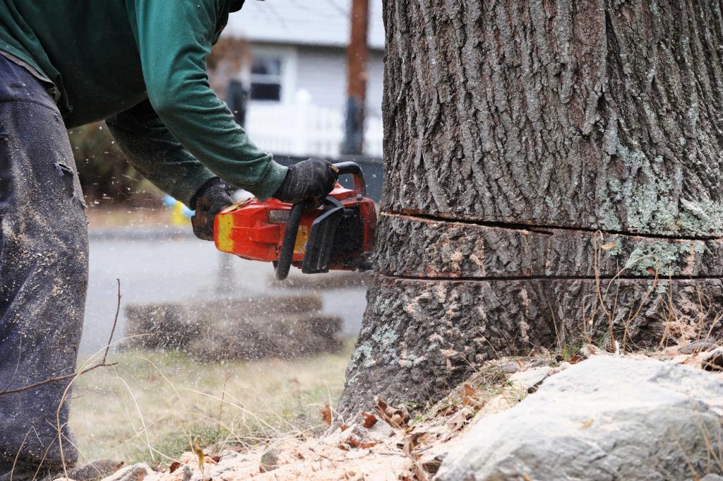 What Is A Tree Surgeon And Why You Should Hire One | GraftinGardeners