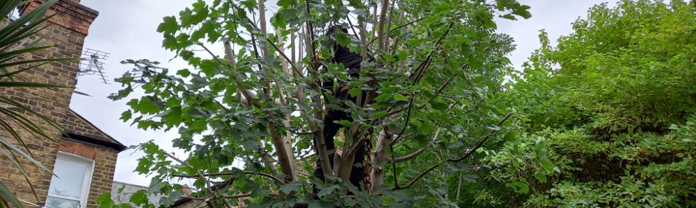 7 Signs You Need To Call A Tree Surgeon | GraftinGardeners Ltd