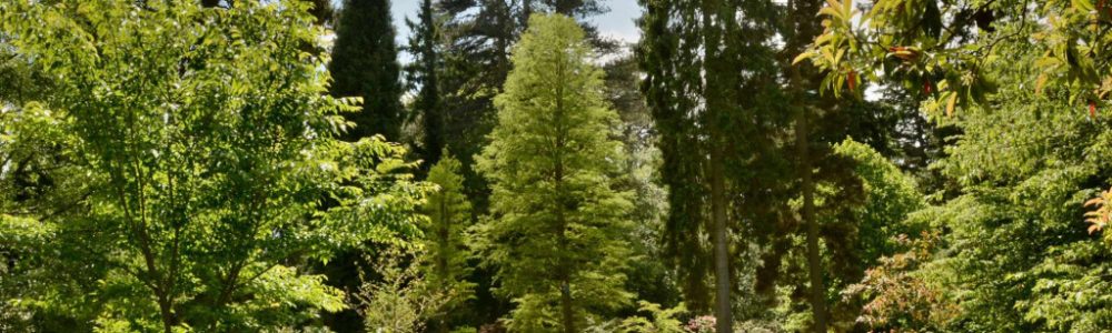 A Guide To British Tree Species | GraftinGardeners Ltd