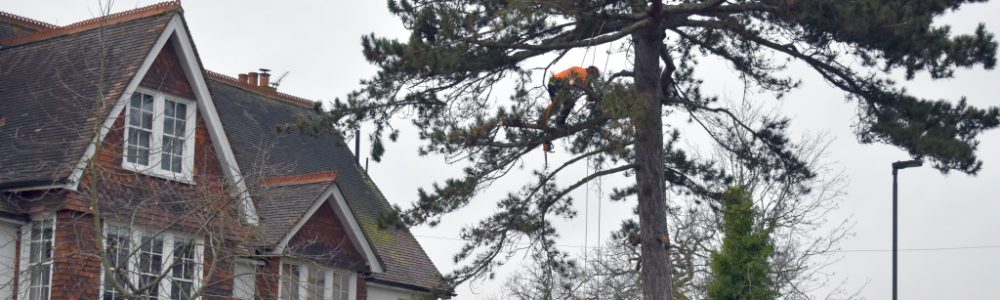 British Standard For Tree Work BS 3998:2010 | GraftinGardeners Ltd