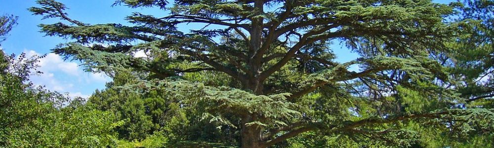 Cedar Tree History & Facts (Cedrus Libani) | GraftinGardeners Ltd