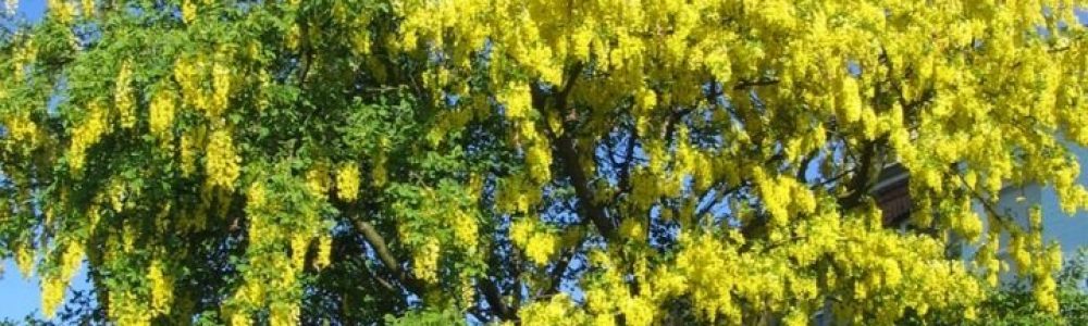Laburnum Tree & Species in the UK | GraftinGardeners Ltd