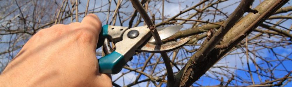 Winter Pruning Guide | What You Need To Know | GraftinGardeners Ltd