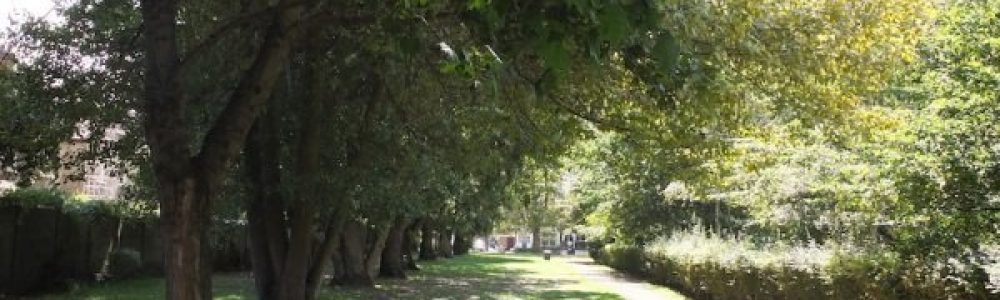 Ealing Trees: Importance & Benefits They Bring | GraftinGardeners Ltd