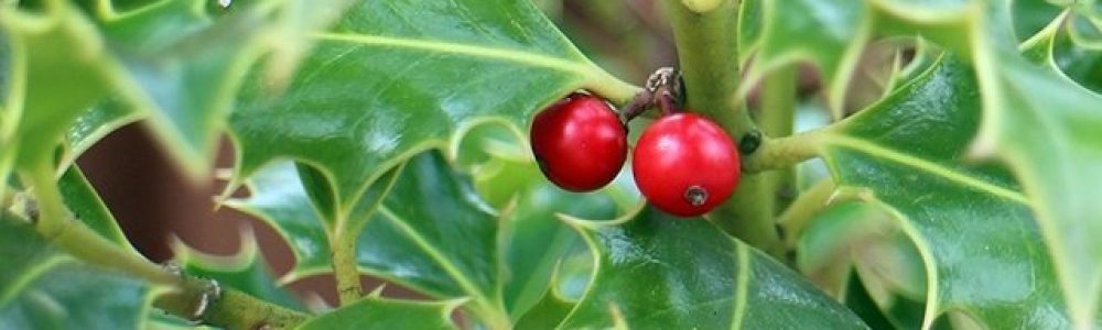 How to Care for Your Holly | GraftinGardeners Ltd