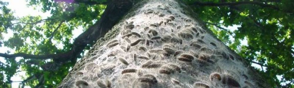 Oak Processionary Moth | Threat to our Oak Trees | GraftinGardeners Ltd