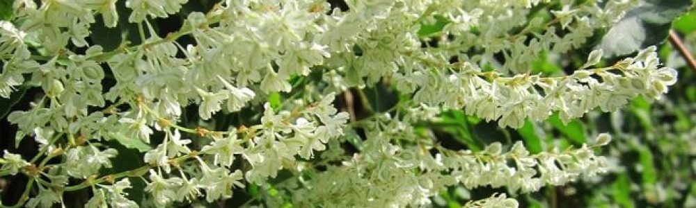 Russian Vine - Fallopia Baldschuanica | GraftinGardeners Ltd